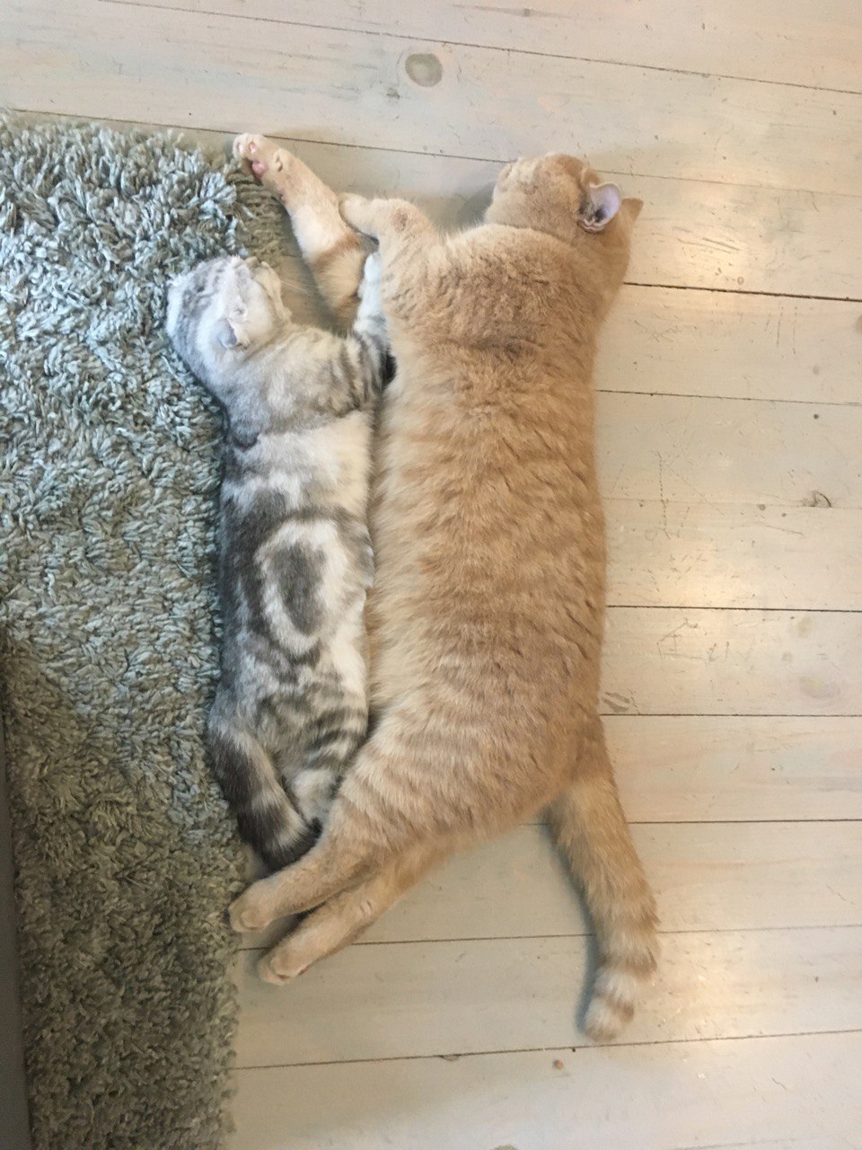 Double the Paws, Double the Love: Cat Harmony 101 - Hyco Lake Magazine