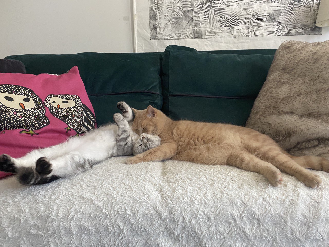 Double the Paws, Double the Love: Cat Harmony 101 - Hyco Lake Magazine
